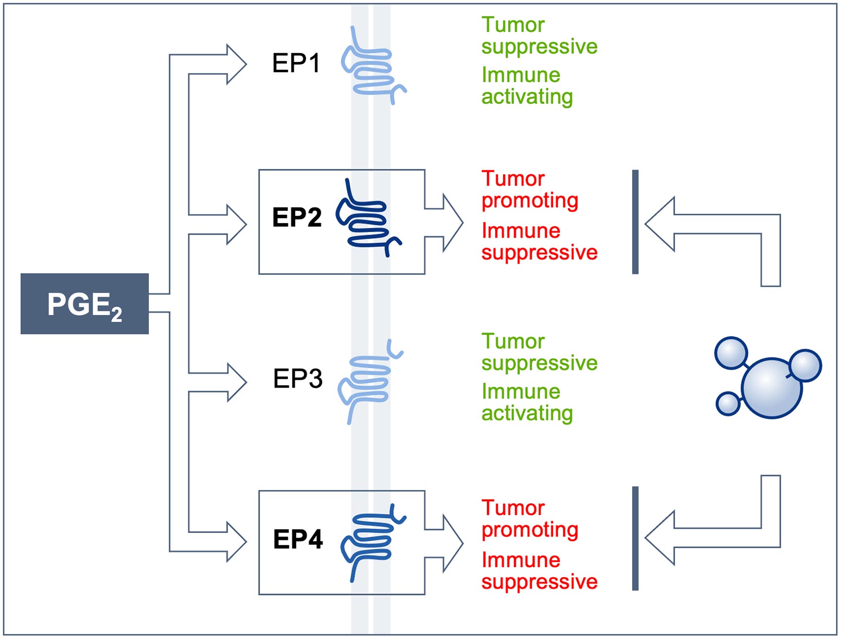 Dual EP2/4 Antagnosim | TPST-1495 | Tempest Therapeutics